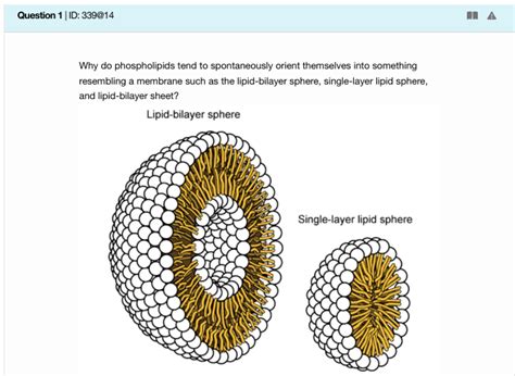Solved Why Do Phospholipids Spontaneously Form A Bilayer Chegg