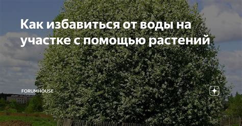 Как избавиться от воды на участке с помощью растений | FORUMHOUSE | Дзен