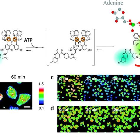 Dual Emission Detection Of ATP Using Chemosensors A Ratiometric Download Scientific Diagram