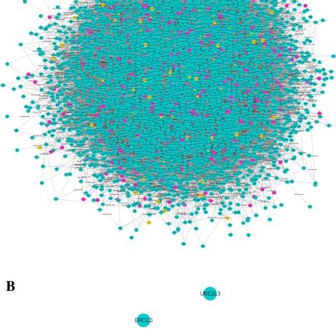 Null Model Network A The Null Model Network Composed Of The Same Nodes