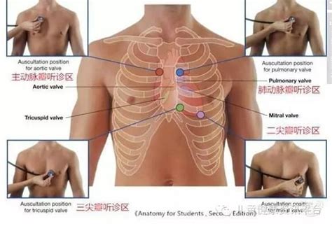 快速上手 兒科心臟聽診4大要點 壹讀