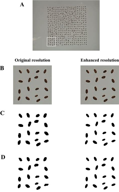 Output Of Image Segmentation For Extracting Grains And Fitting The Best Download Scientific