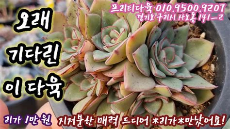 마니아가 추천하고 다부댁이 오래 기다려 만난 다육이 리가💕프리티데이 💕 오늘도 예쁜 신상다육 도착했어요 리가 엔시노 강추강추 💕프리티다육 01095009207