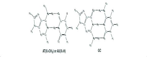 The Schematic Representation Of DNA And RNA Base Pairs Download Scientific Diagram