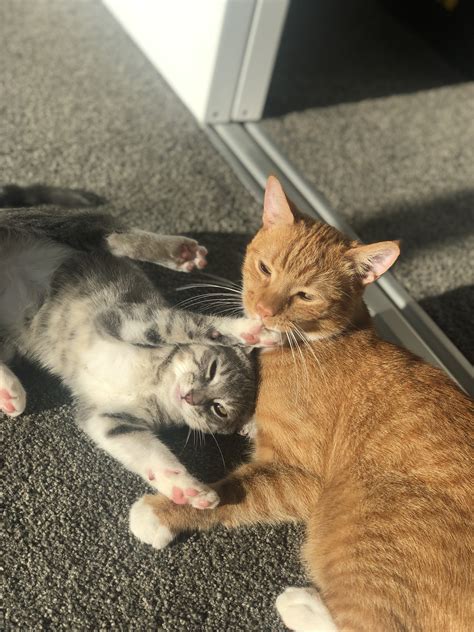 Meet Dumpy And Princess — New Ground Living