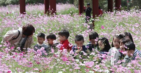 코스모스 꽃밭에서