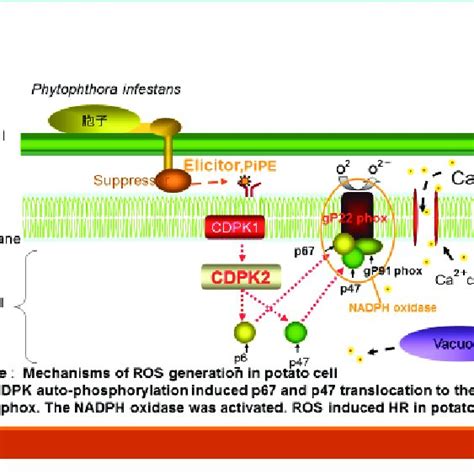 A Model Of Compatible And Incompatible Host Pathogen Interaction Download Scientific Diagram