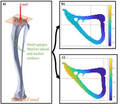 Where Is The Load Applied In The Mouse Tibia Model Insights Through Finite Element Modelling