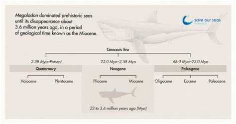 Megalodon Save Our Seas Foundation
