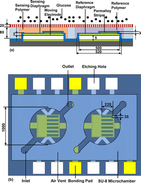 Schematic Of The Mems Differential Glucose Sensor A Side View And