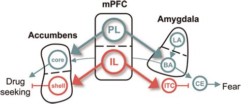 Circuit Diagram Depicting Prefrontal Regulation Of Conditioned Fear And