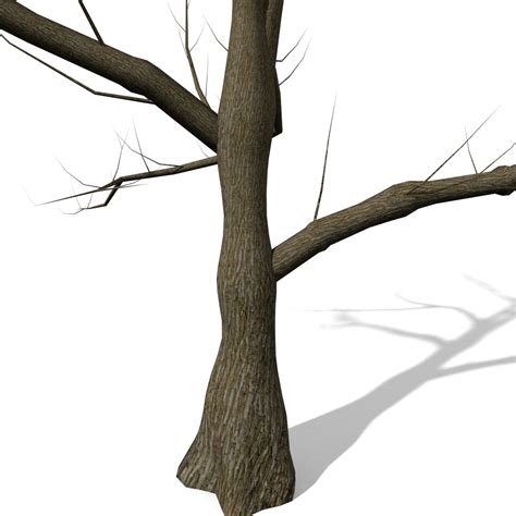 Tree Branch Without Leaves