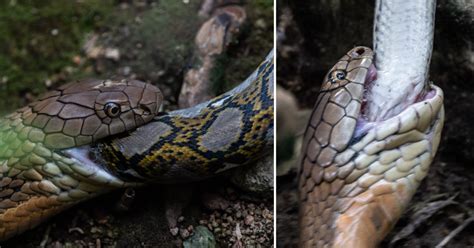 King Cobra At Sungei Buloh Devours Python Whole In Just 45 Minutes Mothership Sg News From