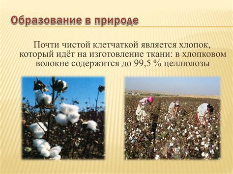 Хлопок растение описание (68 фото) - красивые картинки и обои на ...