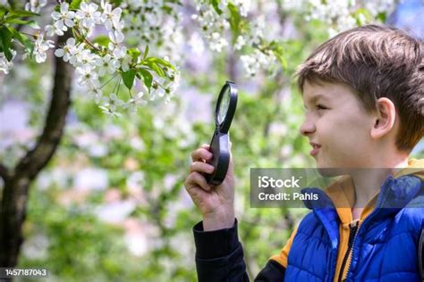 돋보기를 통해 꽃을 바라보는 어린 소년 자연을 탐험하는 매력적인 여학생 돋보기로 봄 벚꽃을 발견하는 아이 젊은 생물학자 호기심 많은 어린이 야외 활동 교육에 대한 스톡 사진