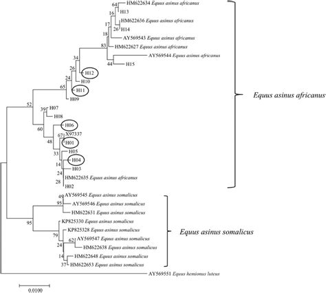 comparison among the d loop sequences using a nj tree based on