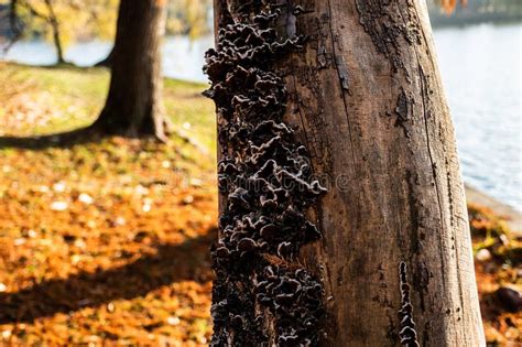 Fungus Sponge On A Tree Stump Root Sponge Stock Image Image Of