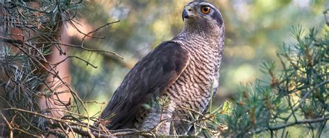 100 Goshawk Wallpapers