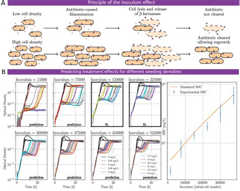Predicting Quantitatively The Inoculum Effect A The Effect Of Download Scientific Diagram