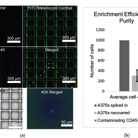 Recovery Efficiency And Purity Of Melanoma Cell Enrichment A The