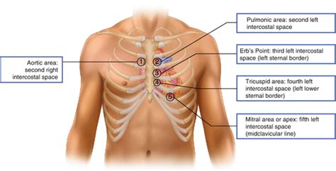 Introduction To Cardiac Auscultation Springerlink