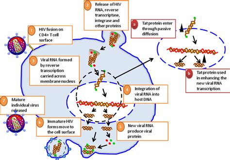 Figure 1 From Hiv 1 Tat Biosensor Current Development And Trends For Early Detection Strategies