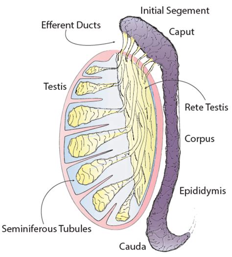 Epididymis Anatomy