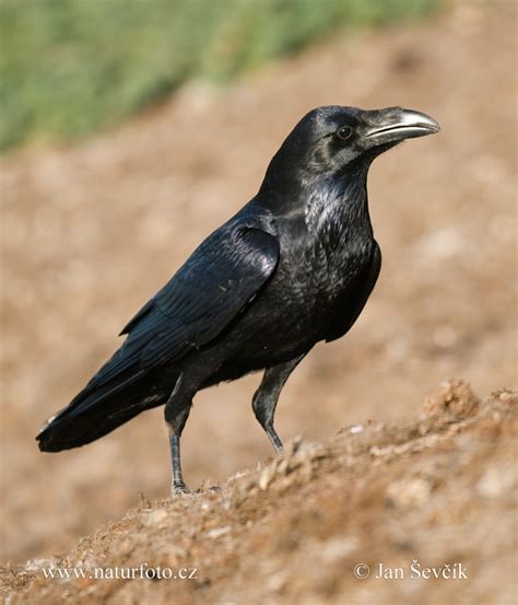 Krauklis Fotogrāfijas, Bildes