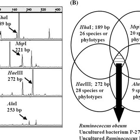 Terminal Restriction Fragment Length Polymorphism T Rflp Patterns Download Scientific Diagram