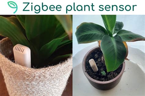 Cnx Software B Parasite Bluetooth Le Plant Sensor Gets Zigbee
