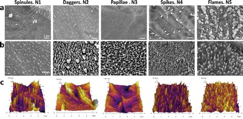 Surface Characterization Of Nano‐textured Titanium Ab Top‐view Sem