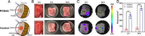 Fouling Resistant Zwitterionic Polymers For Complete Prevention Of