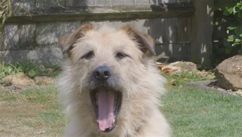 액션 영화에 출연하는 강아지가 받는 어마어마한 훈련 수준 사진 애니멀스토리