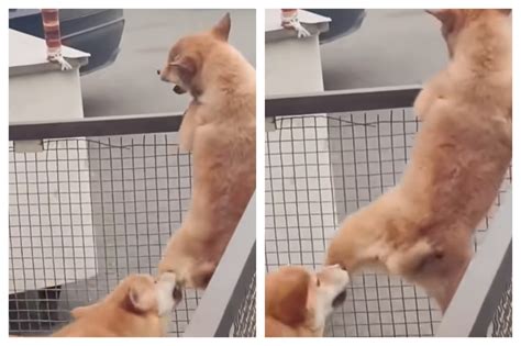 Naughty Shiba Inu Tries To Escape Alert Shiba Inu Brother Prevents A