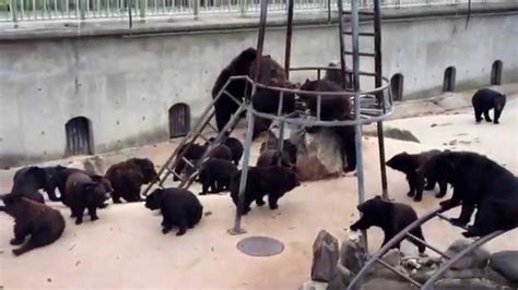 Корейский медвежатник - YouTube
