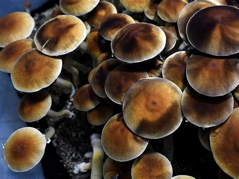 Psychedelics May Improve Sexual Function Up To 6 Months