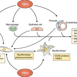 TGF β secretion and activation in fibrotic tissues Many different cell