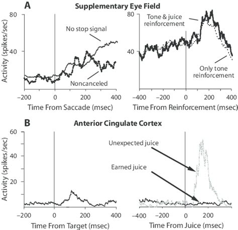 Reinforcement Related Neural Activity In The Supplementary Eye Field