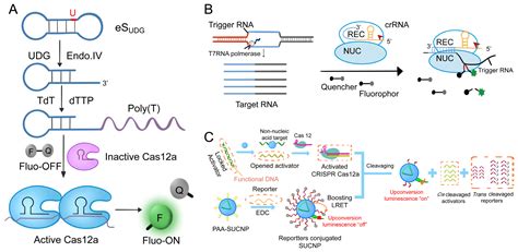 Crispr Cas Based Techniques For Live Cell Imaging And Bioanalysis