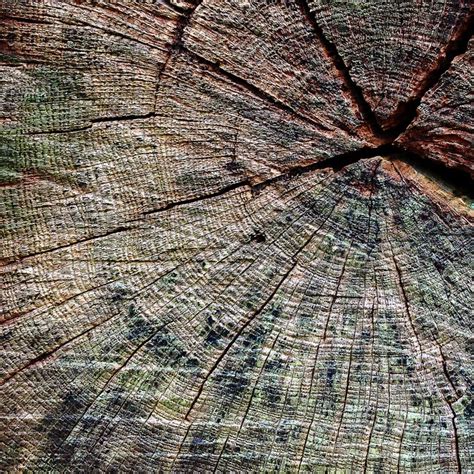 Tree Growth Rings With Cracks And Marks