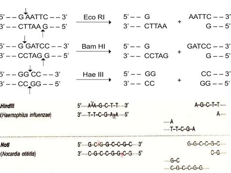 Recombinant Dna Technology 22 Ppt Biotech And Biomedical Industry Industries