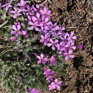 Central Oregon Wildflowers — Deschutes Land Trust