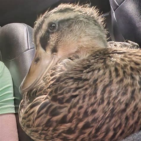 Bird Tuxedo Bird Diaper Bird Flightsuit Bird Costume Tux With Tails Parrot Fashions