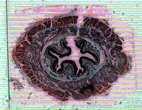 Python 3x How Can I Use Vips For Image Normalization Stack Overflow