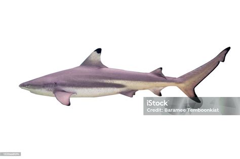 블랙팁 암초 상어 카르차히누스 멜라노퍼러스 열대 암초 물고기 멸종 위기 종 상어 지느러미 수프에 대한 살인의 측면 보기 흰색으로 분리됩니다 남쪽에 대한 스톡 사진 및 기타