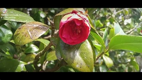 මේ මල මොන මලද හග්ගල මල්වත්තේ තියන අමුතු මලේ කතාව Youtube