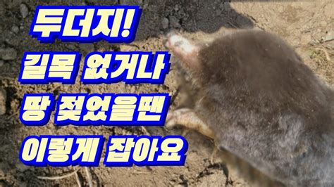 두더지 길목 없거나 땅 젖었을 땐 이렇게 잡아요 Youtube