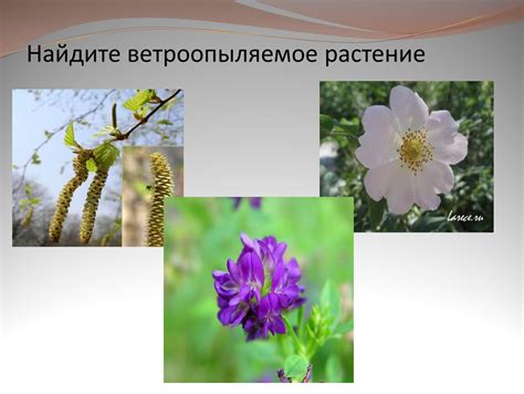 Насекомоопыляемые цветки (Большое количество фото) - treepics.ru
