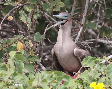 Red Footed Booby Photos Red Footed Booby Images Nature Wildlife Pictures Naturephoto