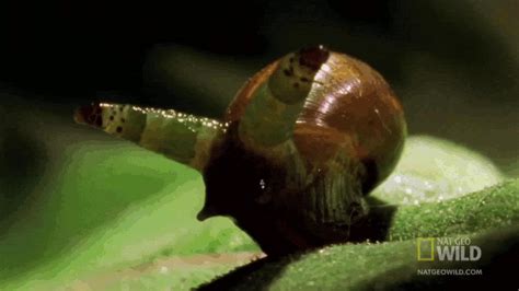 달팽이 기생충 레우코클로리디움 파라독섬 네이버 블로그